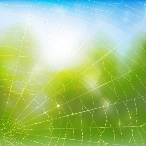 Spider weaving its web realistic background Vector Image