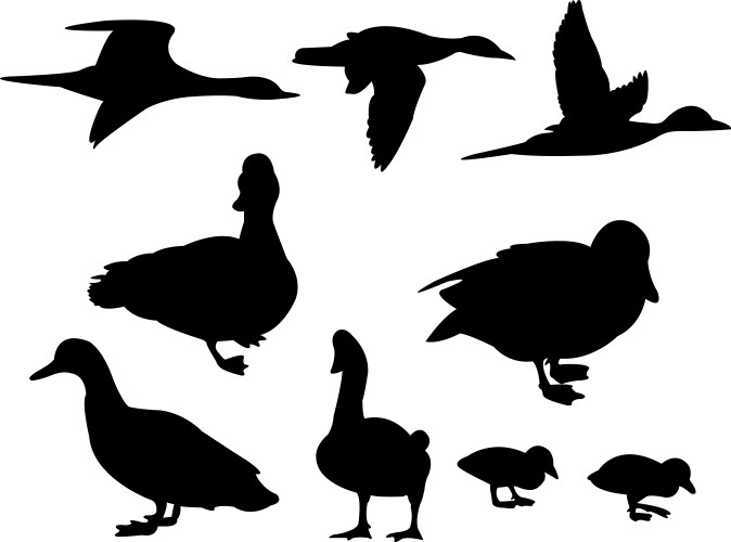 Duck Vector Images (over 54,000)