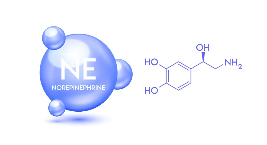Norepinephrine Vector Images (over 240)