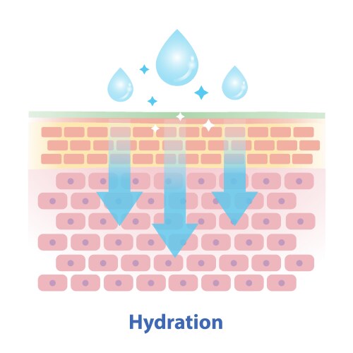 Infographic the mechanism of nutrient absorption Vector Image