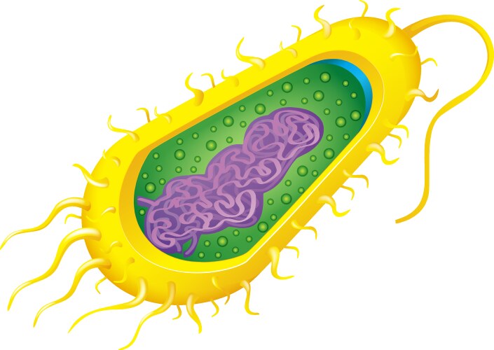 Bacteria cell anatomy Royalty Free Vector Image
