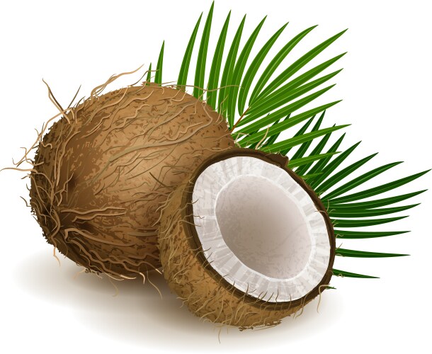 Coconut Texture Vector Images (over 5,500)