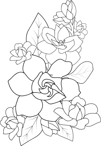 Tattoo jasmine flower drawing outline flo Vector Image