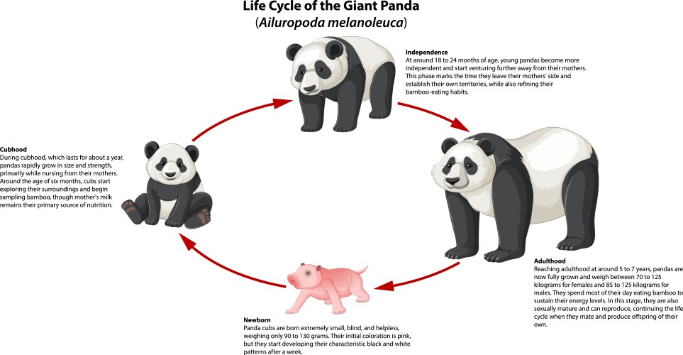 Panda life cycle infographic Royalty Free Vector Image