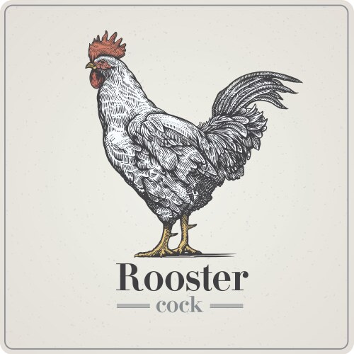 Colorful Roster Vector Images (79)