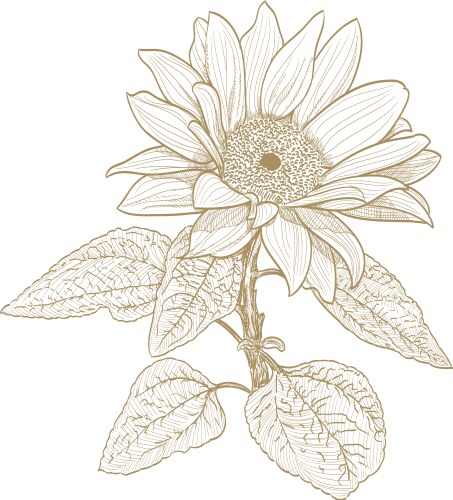 Sunflower Vector Images (over 50,000)