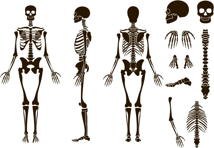Skeleton structure back and front view human Vector Image