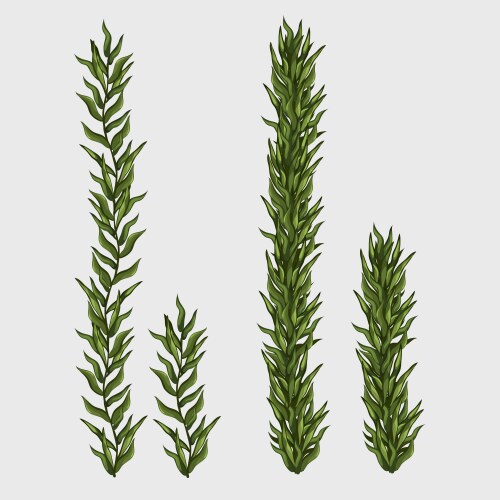 Sea Grass Vector Images (over 9,900)