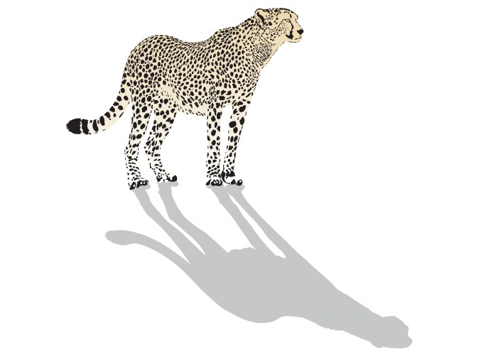 Cheetah isolated on white background graceful Vector Image