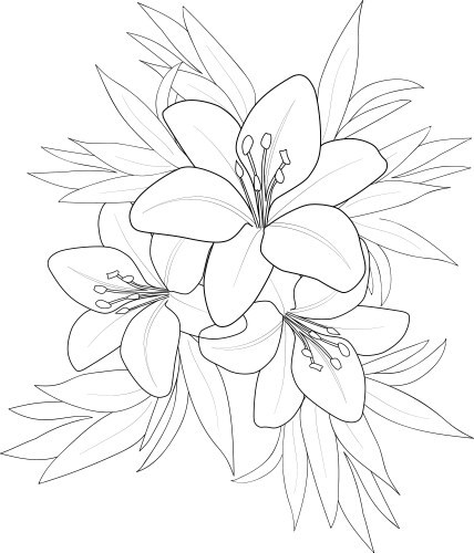 Lily flower drawing simple easy lili draw Vector Image