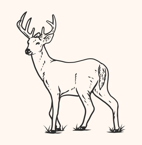 Deer line art Royalty Free Vector Image - VectorStock