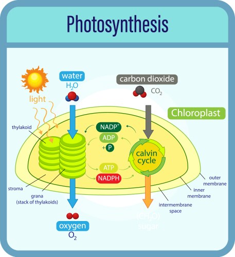 Chloroplast photosynthesis infographic elements Vector Image