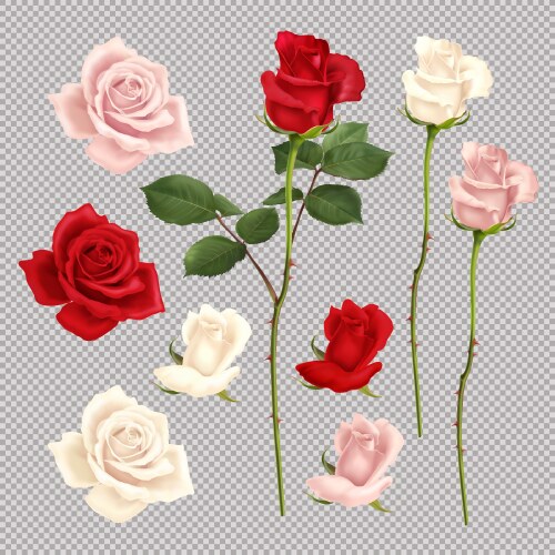 Red rose realistic set Royalty Free Vector Image