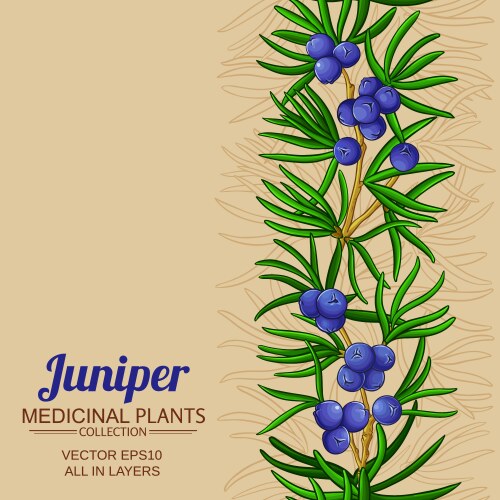 Juniper branches set on white background Vector Image