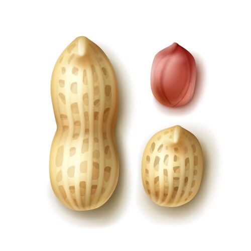 Peanuts in Shell Vector Images (over 2,800)