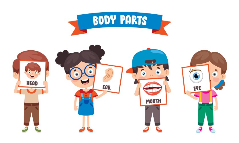 Human body Royalty Free Vector Image - VectorStock