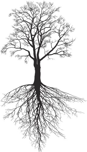 Tree Roots Vector Images (over 20,000)