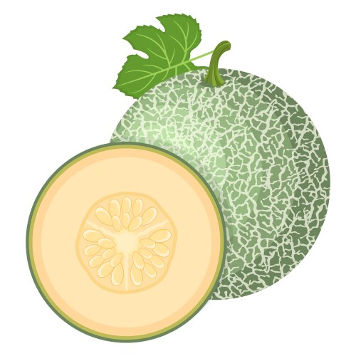 Sliced colored sketch style fruit melon Royalty Free Vector