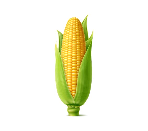 Maize Vector Images (over 13,000)