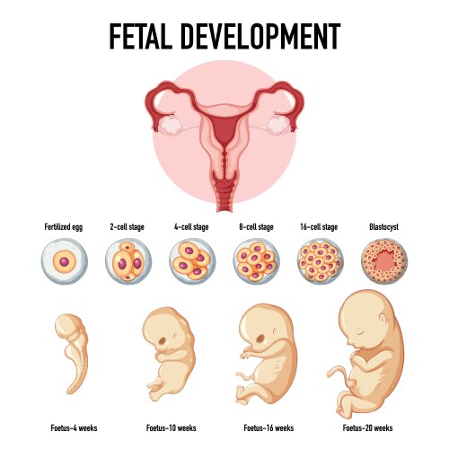 Stages human embryonic development Royalty Free Vector Image