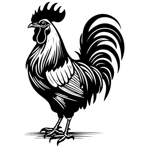 Rooster drawing outline cartoon line engraving Vector Image