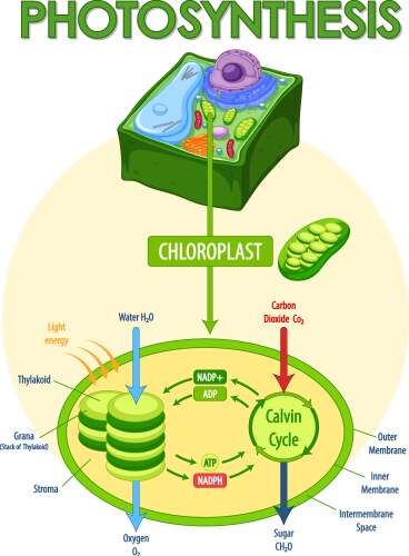 Chloroplast photosynthesis infographic elements Vector Image
