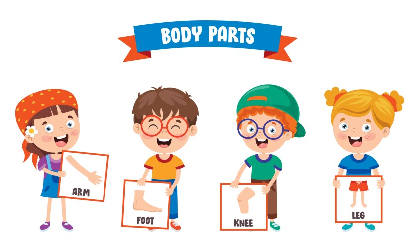 Human body parts Royalty Free Vector Image - VectorStock