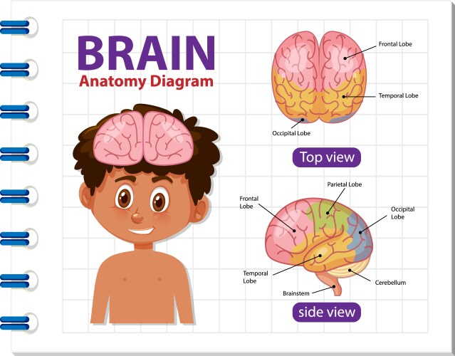 Information poster human brain diagram Royalty Free Vector
