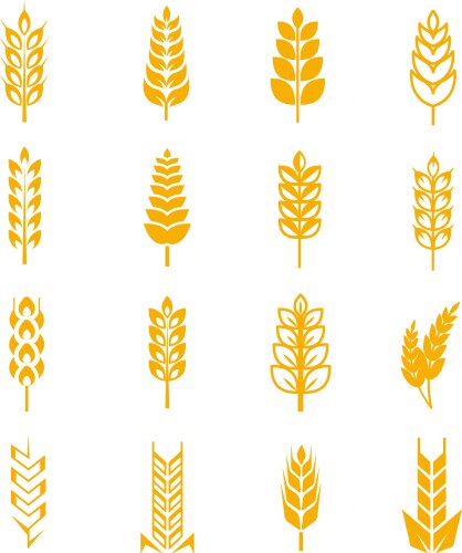 Wheat and Grain Symbols Royalty Free Vector Image