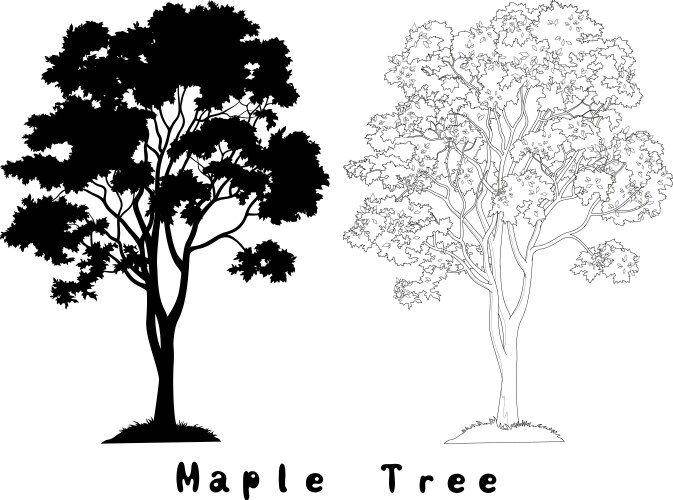 Maple tree silhouette Royalty Free Vector Image