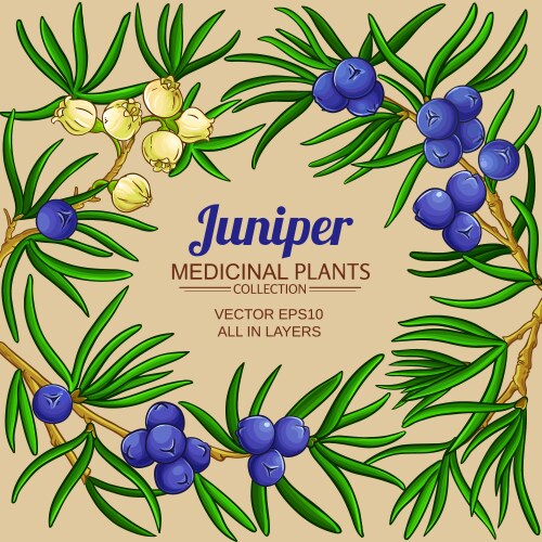 Juniper branches set on white background Vector Image