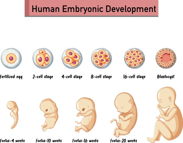 Stages human embryonic development Royalty Free Vector Image