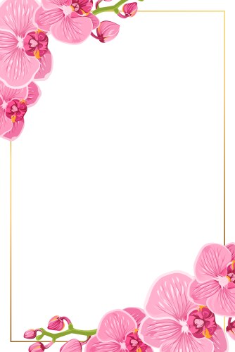 Phalaenopsis orchid flowers border frame Vector Image