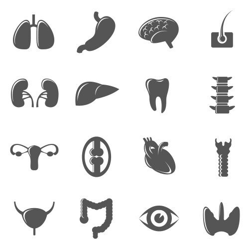 Human organ icons or organs symbols Royalty Free Vector