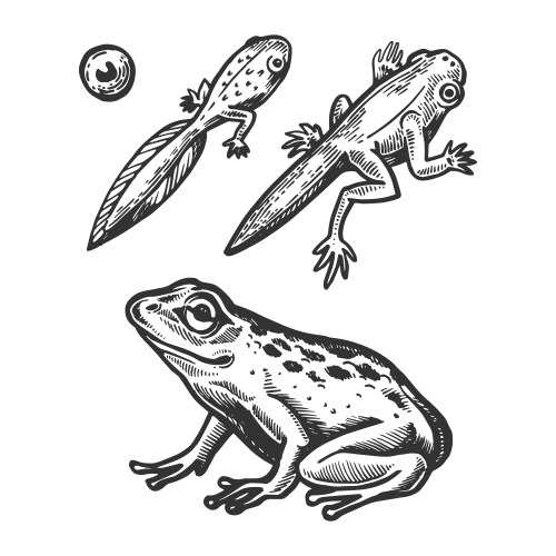 Frog tadpole developing composition Royalty Free Vector