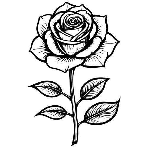Rose Line Drawing Vector Images (over 26,000)