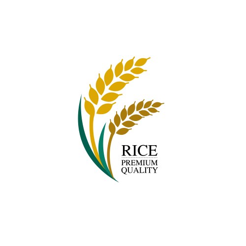 Rice Royalty Free Vector Image - VectorStock