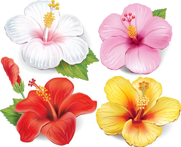 Hibiscus Vector Images (over 27,000)