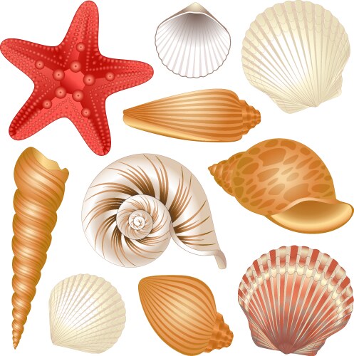 Cartoon seashells colorful shell starfish coral Vector Image