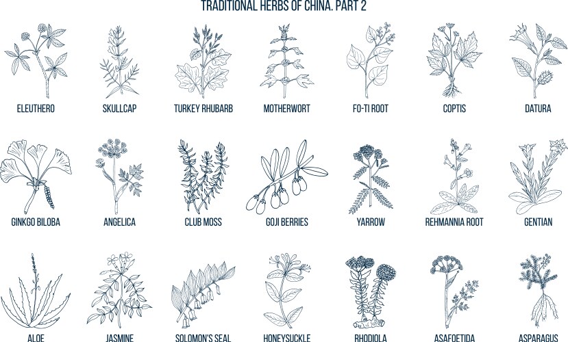 Chinese Herbal Medicine Collection Royalty Free Vector Image