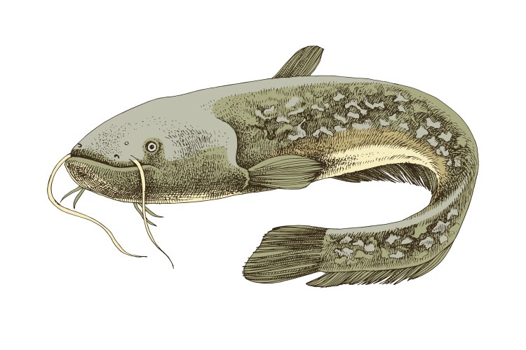 Catfish Royalty Free Vector Image - VectorStock