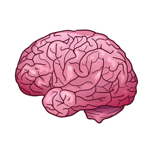 Brain Cerebellum Cartoon Vector Images (over 890)