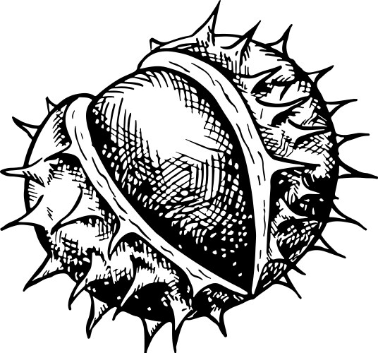 Chestnut graphics depicting Royalty Free Vector Image