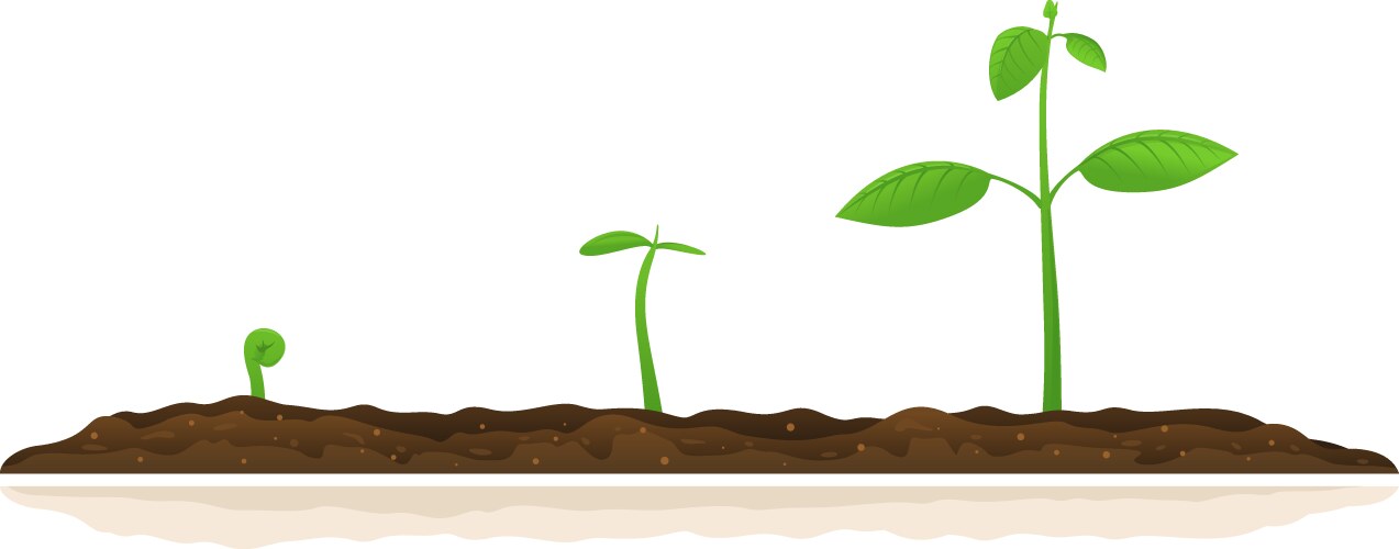Realistic plant growth stages young seed growing Vector Image