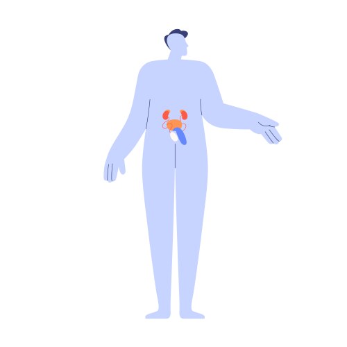 Testicle Cartoon Testis Vector Images (39)