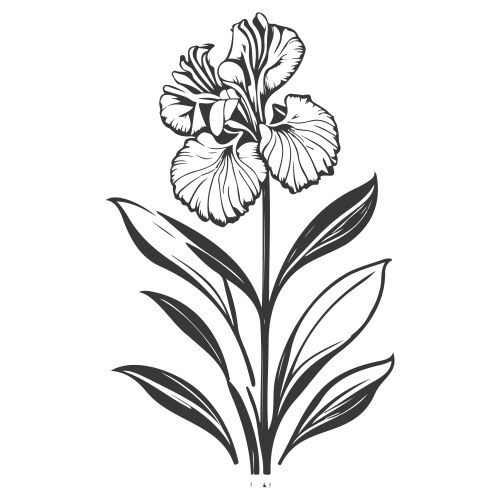 Iris flower sketch grey Royalty Free Vector Image