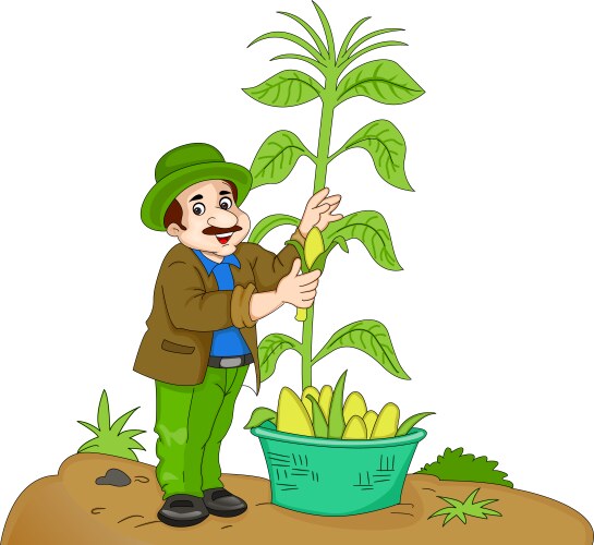Corn plant Royalty Free Vector Image - VectorStock