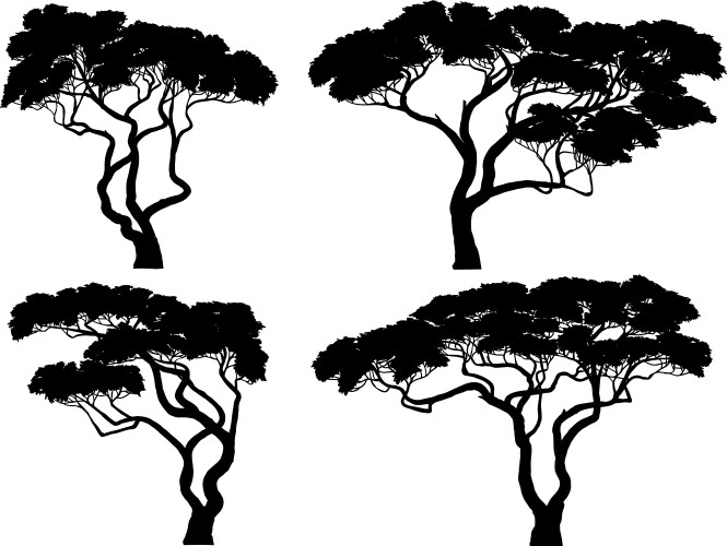 Acacia tree silhouettes Royalty Free Vector Image