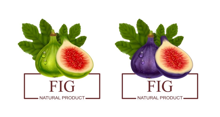 Green fig realistic set Royalty Free Vector Image