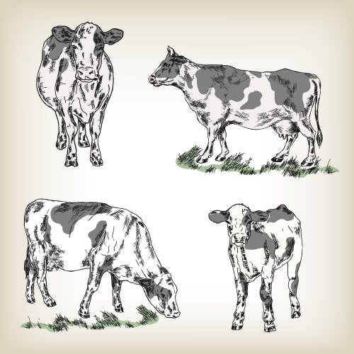 Cow with calves Royalty Free Vector Image - VectorStock